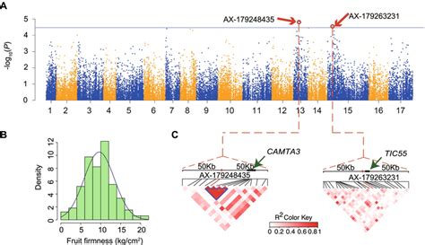 A Genome Wide Association Study Gwas For Fruit Firmness A Results Of