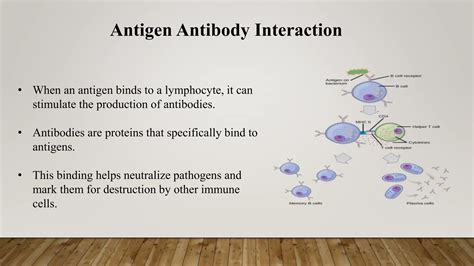 What Is Antigen Presentationpptx Chemistry Ppt Pptx