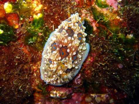 Critter Of The Week Nudibranchs Rnz