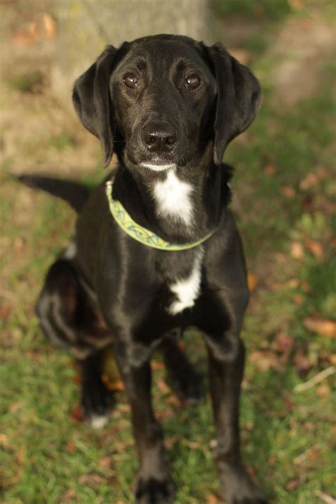 Enzo Labrador Retriever Pointer Mix
