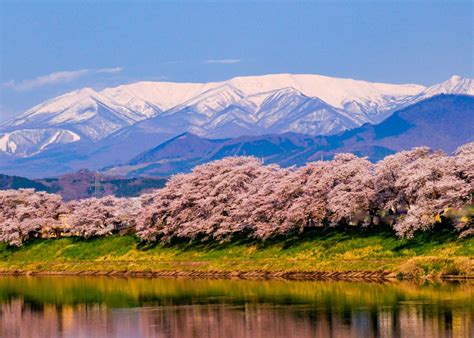 白石川堤一目千本桜 GANREF