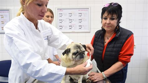 Tiermedizin Geschichte Der Tiermedizin Tier Und Mensch Natur