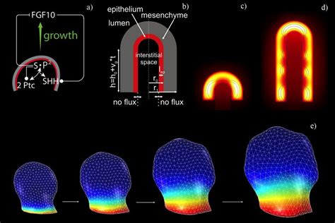 computational models for organogenesis in comsol the upper panel