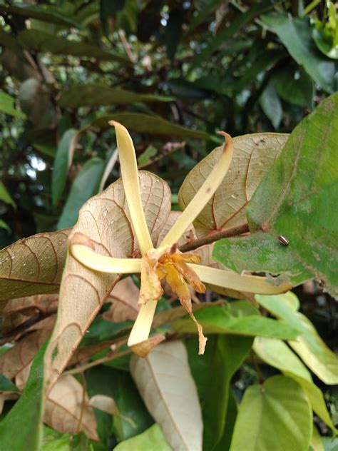 Pterospermum Celebicum Dombeyaceae