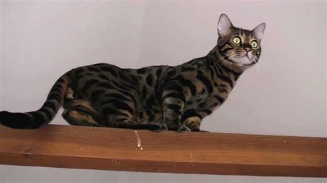 Bengáli Macska Bengal Cat Бенгальский кот Bengal Katze Gato De Bengala Youtube