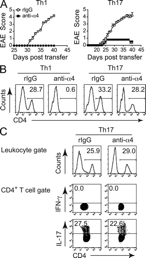 In Adoptive Transfer Eae Antigen Specific Th17 But Not Th1 Cells