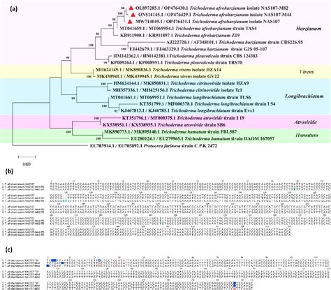 Figure 6 From Creating A Novel Genetic Diversity Of Trichoderma Afroharzianum By γ Radiation For