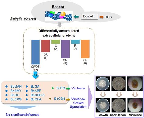 The Mode Of Action Of Actin Bcacta Regulating The Growth