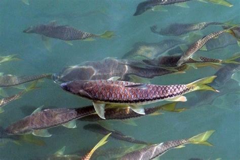 Copper Mahseer Is Sikkims State Fish Ibtimes India