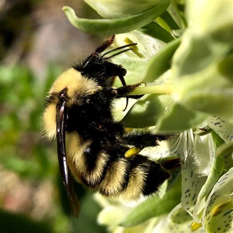 Bombus Fervidus