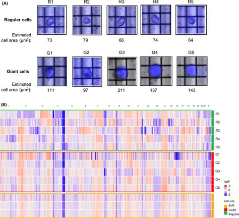 Single Cell Whole Genomic Profiling Of Large And Regularsized Cells