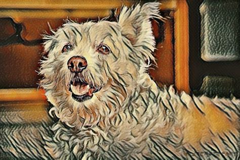 Dog Anatomy Quick Guide Oliver Pet Care