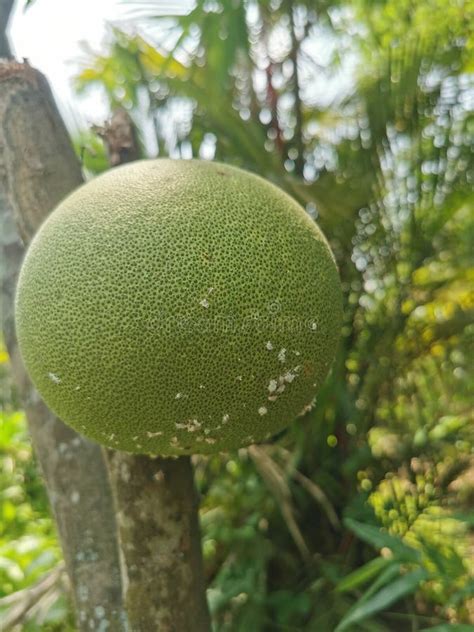 Mealy Bug On Pomelo Fruit Stock Image Image Of Branch 277974297