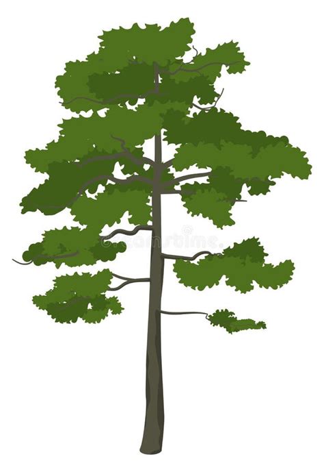 Pine Icon Woodland Tree Stock Illustration Illustration Of Leaf