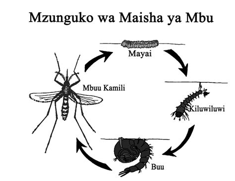 Sophie Mbeyu Blog JASHO LA BINADAMU HUMVUTIA MBU WA MALARIA UTAFITI