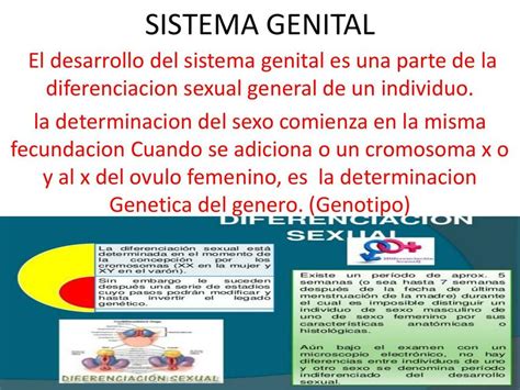 Sistema Genital Joel Andres Mu Oz Udocz