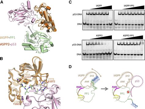Aspp Pp 1c P53 Interactions And A Model For The Targeted Download