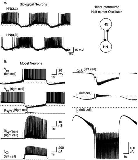 3 A Simultaneous Intracellular Recordings Showing The Normal Rhythmic