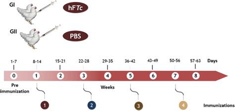 Hen Immunization Timeline With A Hydrophobic Fraction Of T Crassiceps