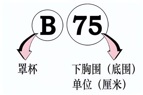 内衣周刊 | 爱戴科普：你真的知道 75B 是指什么吗？ - 内衣周刊
