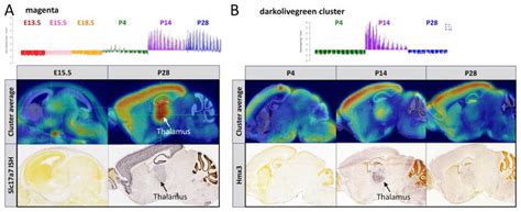 A High Resolution Spatiotemporal Atlas Of Gene Expression Of The