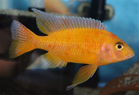 African Peacock Cichlids For Sale Cichlid Shire