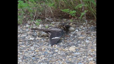 Common Nighthawk Nest