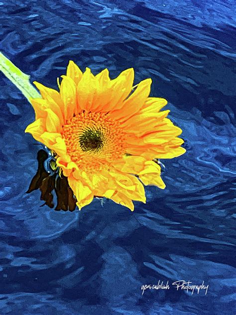 Floating Memory Photograph By Geni Cablish Fine Art America
