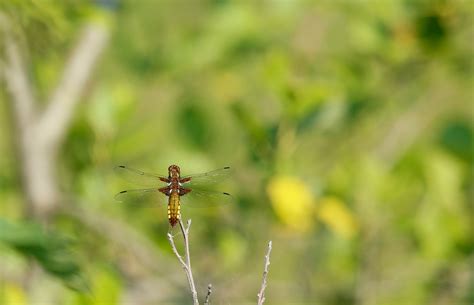 Dragon Fly Dragonfly Wings Macro Free Photo On Pixabay Pixabay