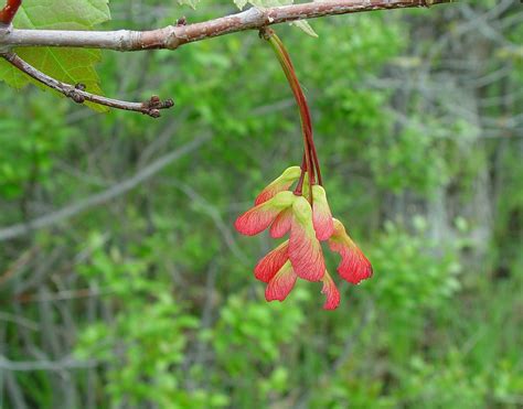 Acer Rubrum Red Maple Go Botany