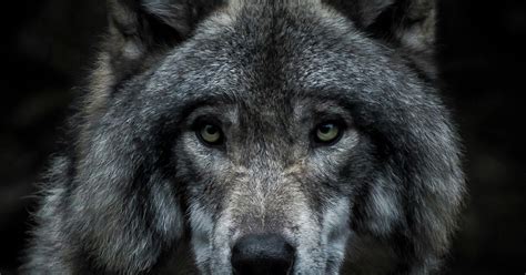 Rethinking Masculinity Beyond Alpha And Sigma