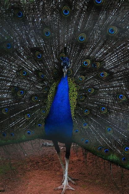 Premium Photo Full Frame Shot Of Peacock