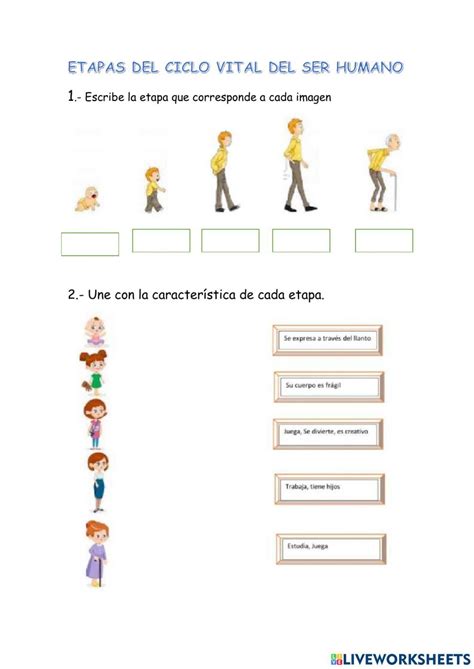 Etapas Del Ciclo Vital Del Ser Humano Worksheet Ser Humano Humano