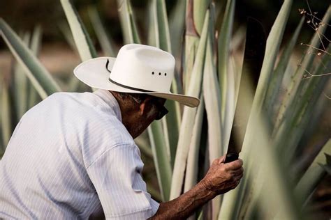 Smoke On The Water Elixir De Los Dioses Rocky Mountain Food Report
