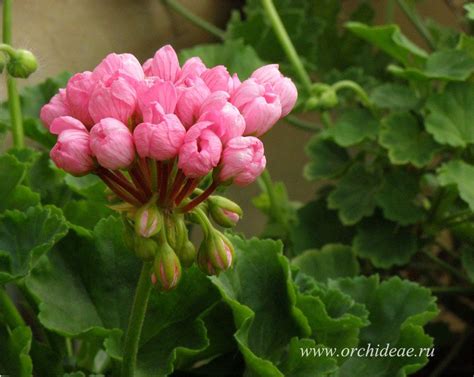 Пеларгонии, комнатные растения, купить пеларгонию | Pelargonium, Tulips ...