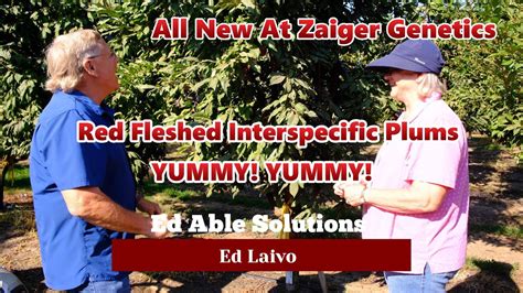 Pluot Plumsicle General Fruit Growing Growing Fruit