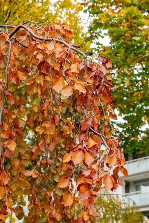 Common Beech Or Fagus Sylvatica Tree In Zurich In Switzerland Stock