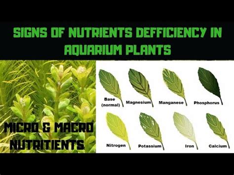 Signs Of Deficiency In Aquarium Plants Nutrients Deficiency In