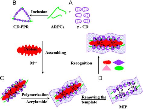 Figure 1 From Imprinted Polymers With Cyclodextrin Pseudo Polyrotaxanes As Pseudo Supports For