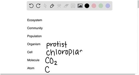 Solvedimagine Two Related Species Of Single Celled Protists Living