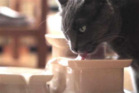 Why Cat Wont Drink Water How Much Water Should My Cat Drink 100