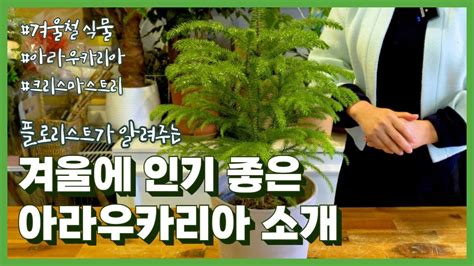 초록집 ㅣ겨울에 인기 좋은 아라우카리아 소개 Youtube