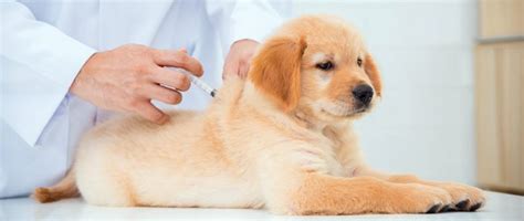 Infectious Disease Archives Todays Veterinary Nurse