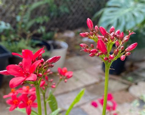 Jatropha Dwarf Red Integerrima Rare Butterfly Plant Free Etsy