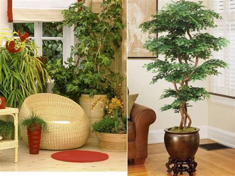 5 комнатных растений которые украсят ваш дом
