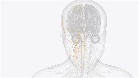 Premium Photo The Trigeminal Nerve Cn V Is The Fifth Paired Cranial