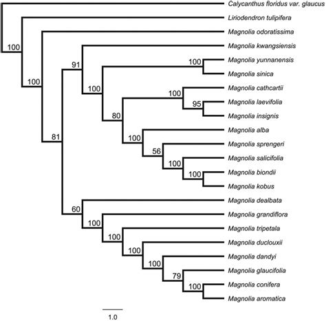 Phylogenetic Tree Inferred By Maximum Likelihood ML Method Based On