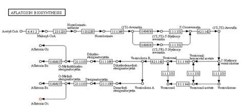 Genotoxicity And Metabolic Pathway Of Aflatoxin Isolate In Contaminated