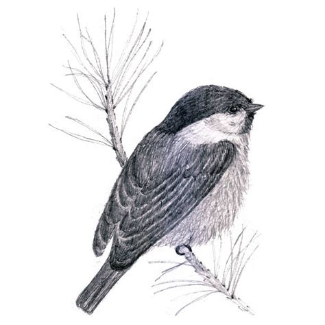 20 Coal Tit Illustrations Stock Illustrations Royalty Free Vector