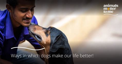 What Are Ways Dogs Help Humans